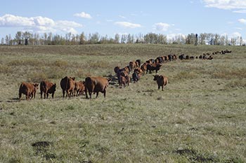 Triple S Red Angus :: family ranch raising registered red angus cattle ...