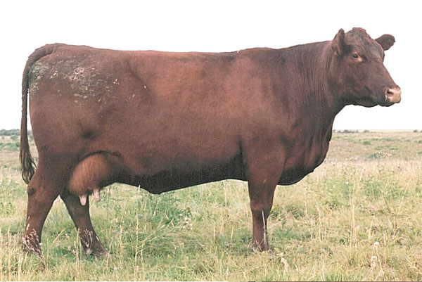 Red Angus donor females of the Triple S embryo transplant program.