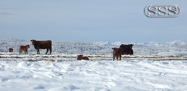 Red Angus donor females of the Triple S embryo transplant program.
